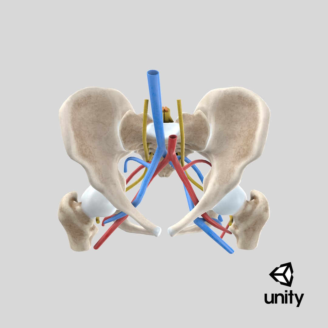 Human anatomy female pelvis femur 3D model - TurboSquid 1194011