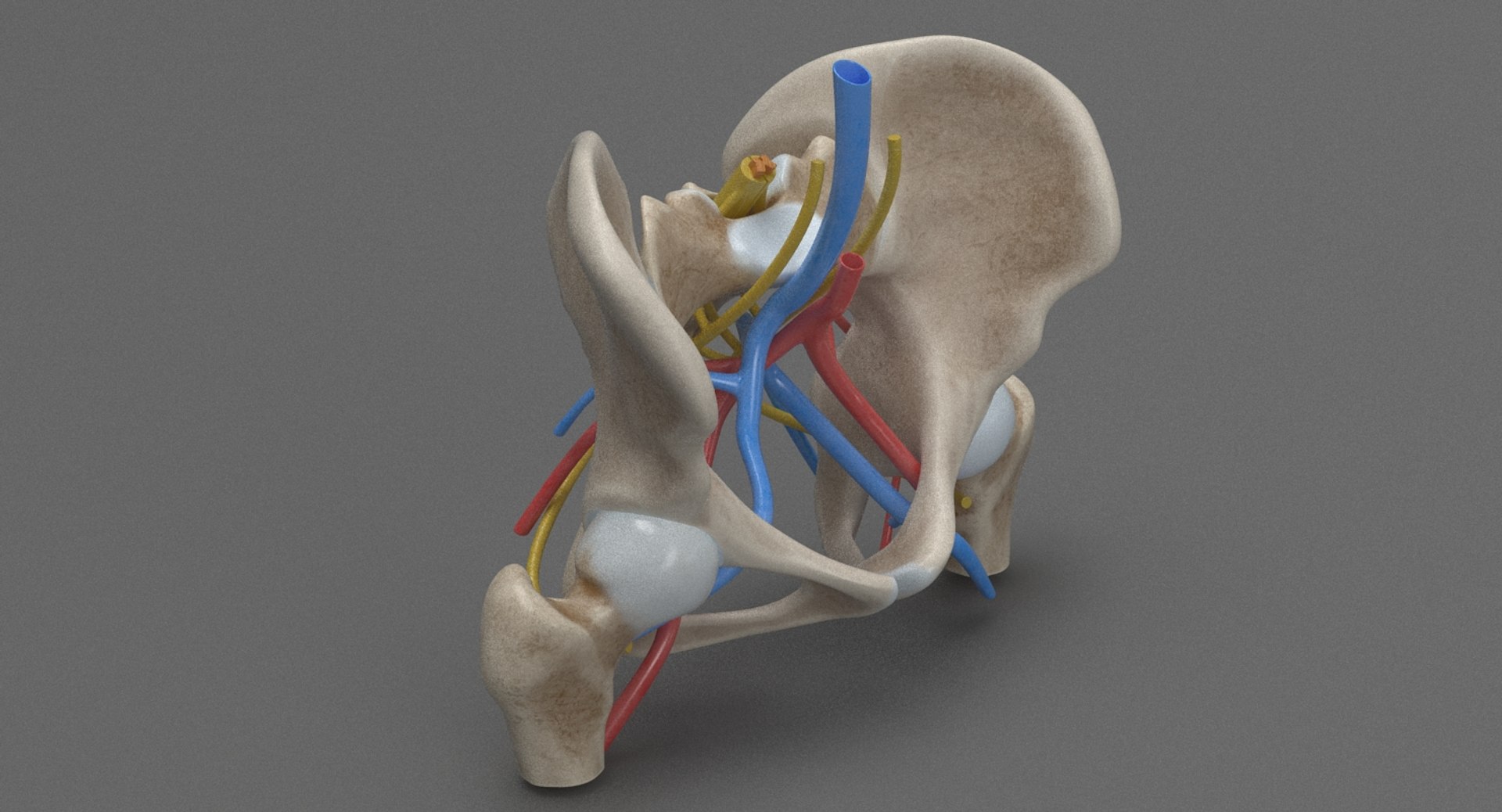 Human anatomy female pelvis femur 3D model - TurboSquid 1194011