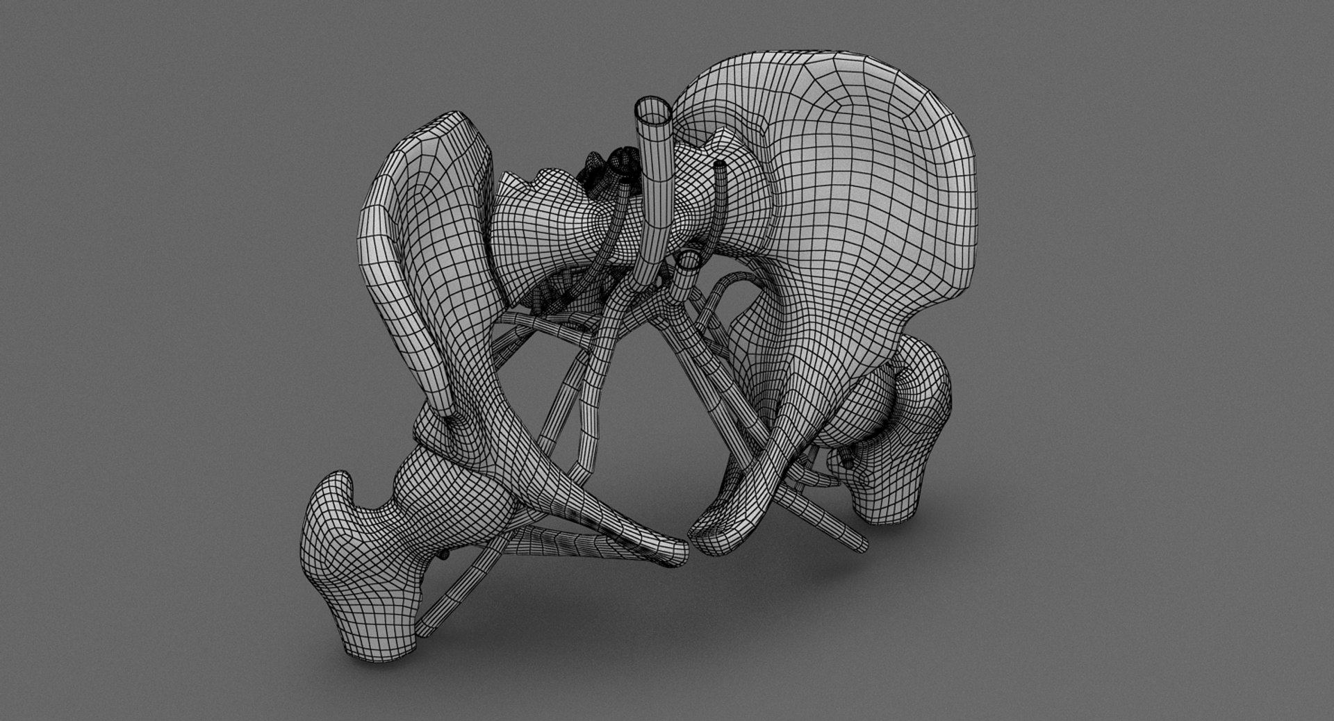 Human Anatomy Female Pelvis Femur 3D Model - TurboSquid 1194011