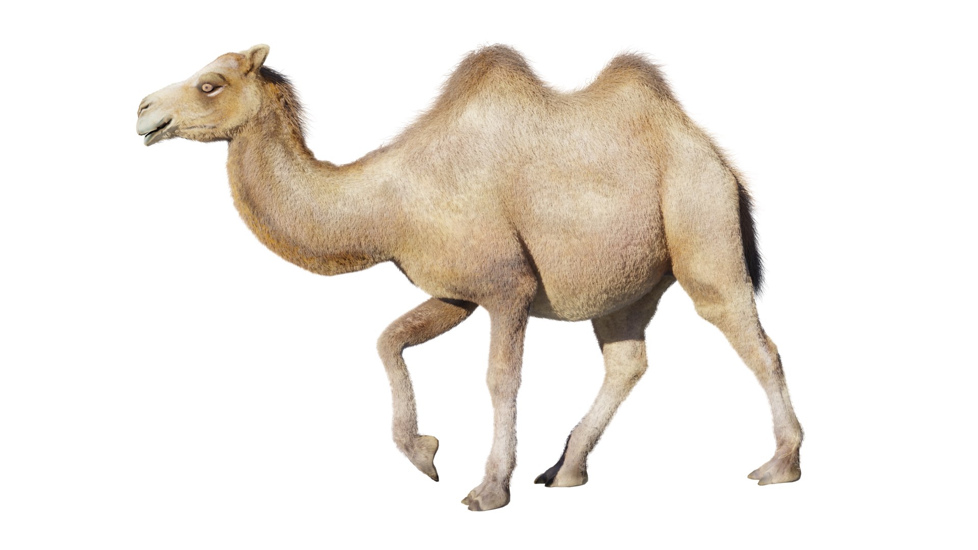 3D Hair Effect Camel Model - TurboSquid 2287027