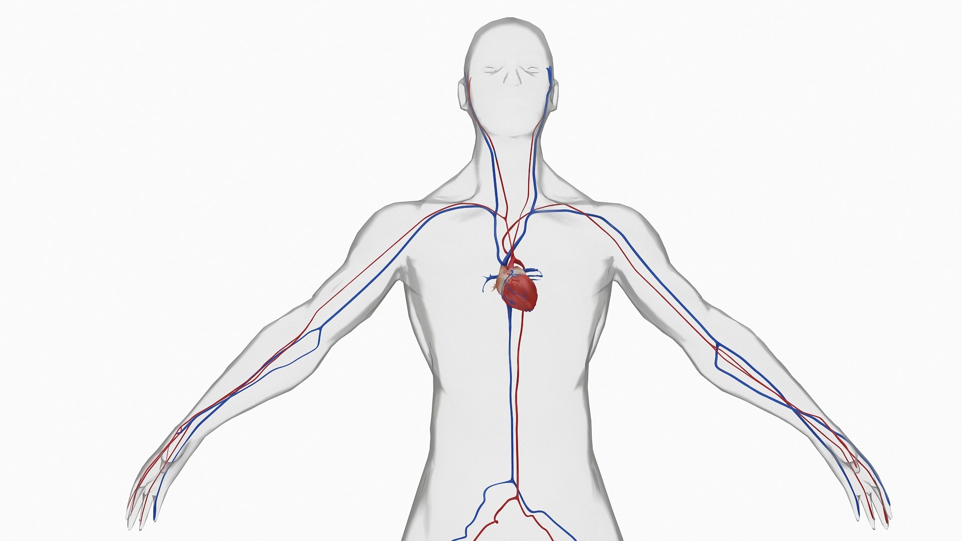 Anatomy Circulatory Organ 3D Model - TurboSquid 1469306
