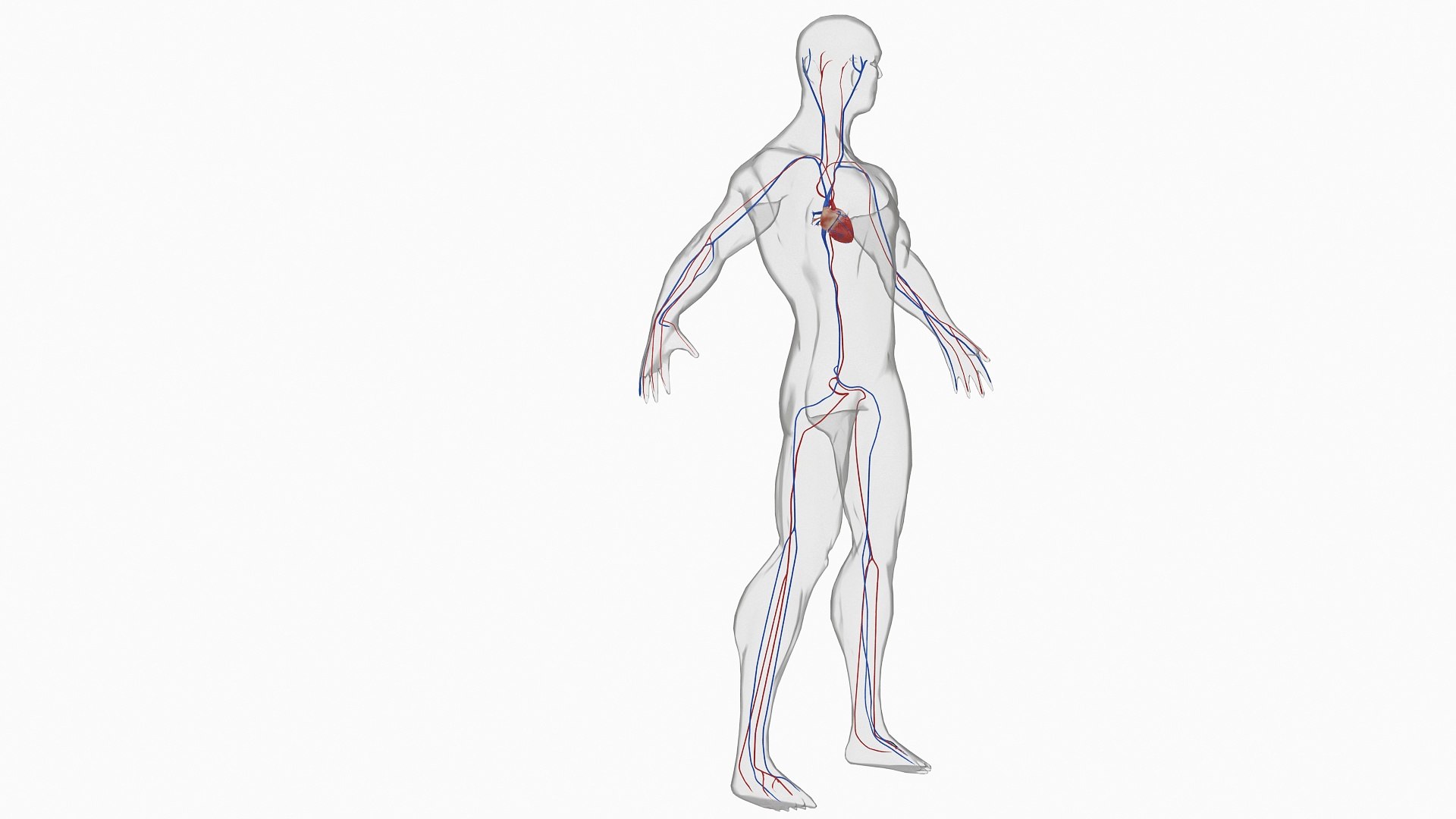 Anatomy Circulatory Organ 3D Model - TurboSquid 1469306