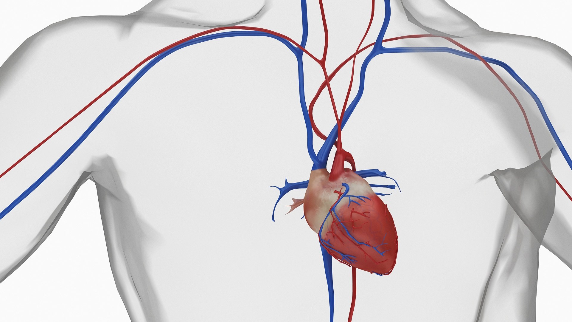 Anatomy Circulatory Organ 3D Model - TurboSquid 1469306