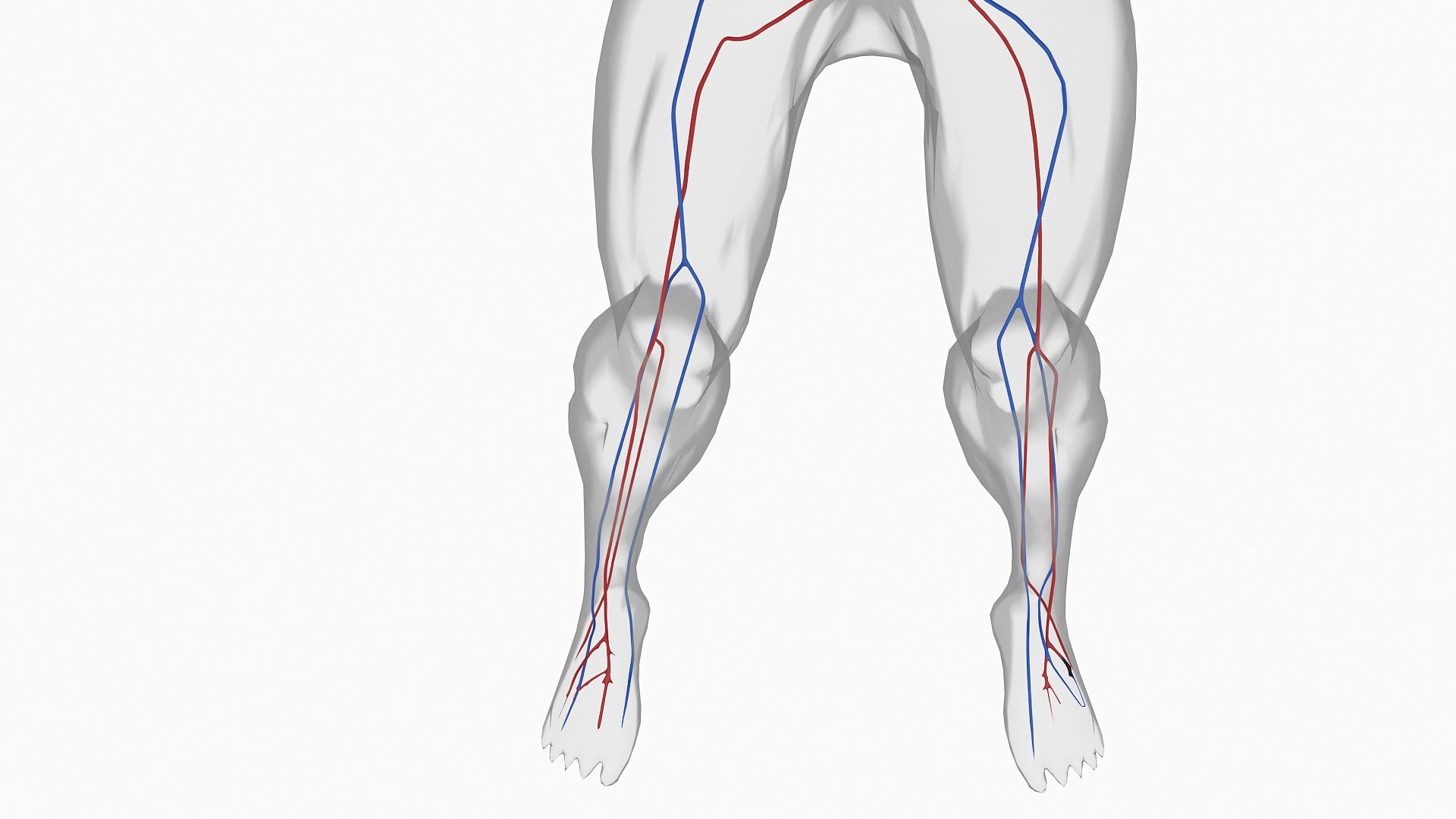 Anatomy Circulatory Organ 3D Model - TurboSquid 1469306