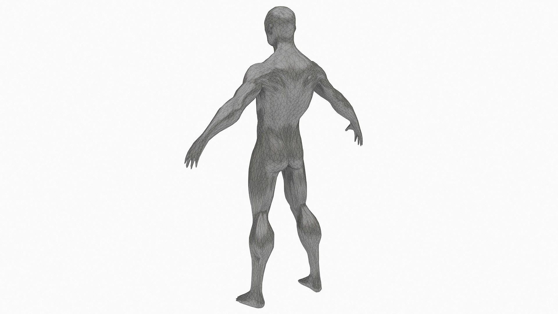 Anatomy Circulatory Organ 3D Model - TurboSquid 1469306