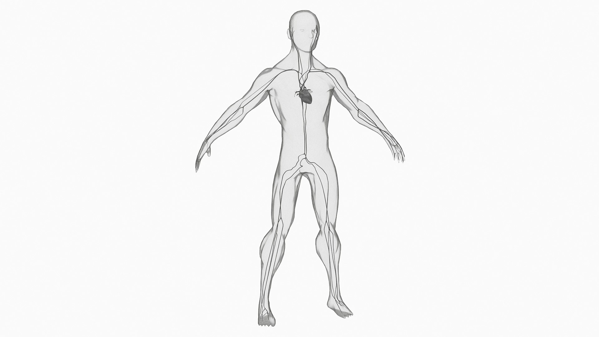Anatomy Circulatory Organ 3D Model - TurboSquid 1469306