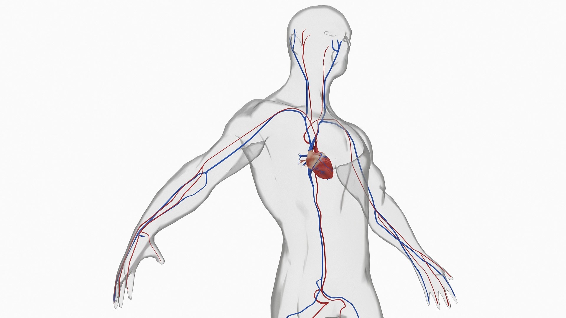 Anatomy Circulatory Organ 3D Model - TurboSquid 1469306