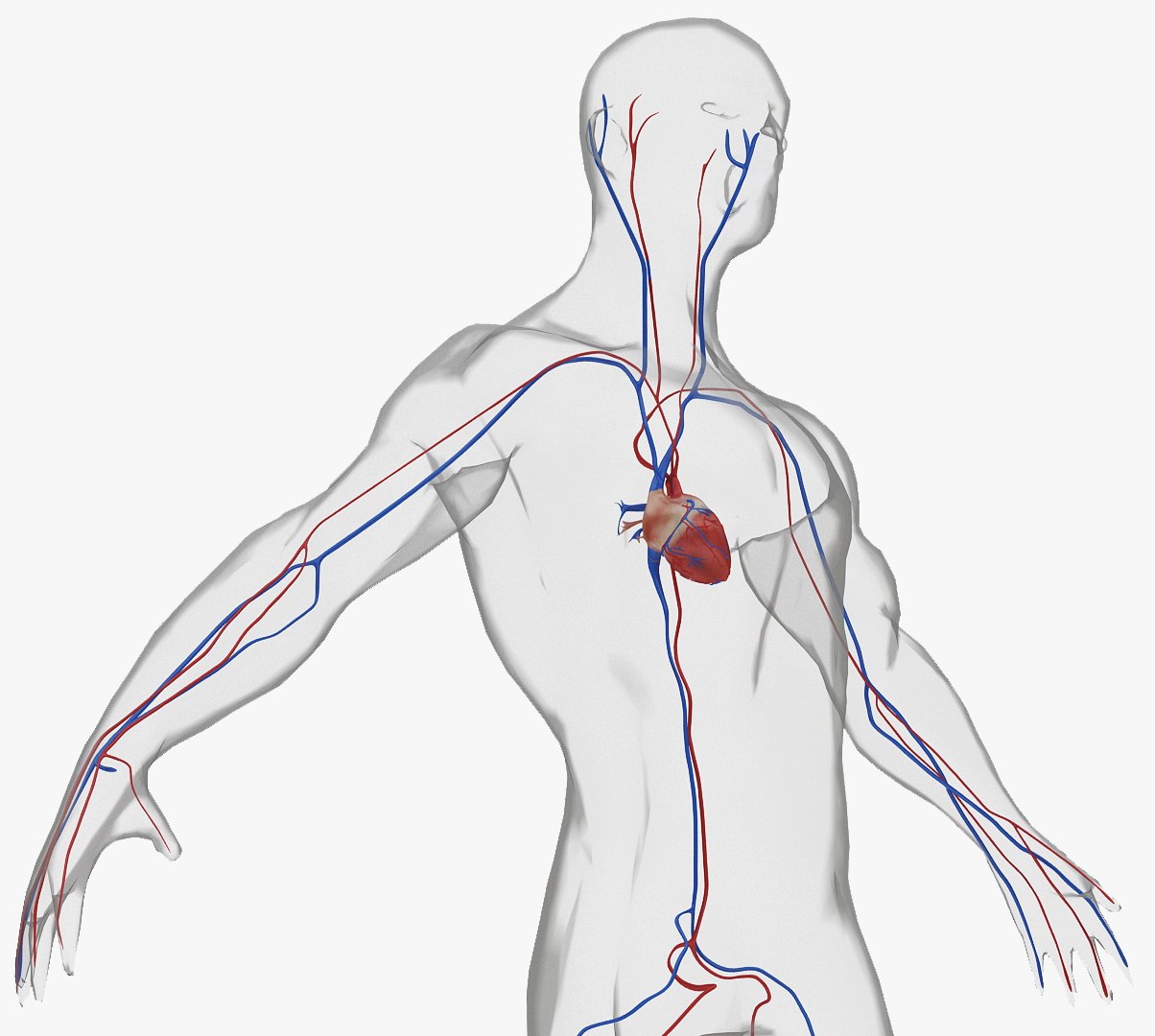 Anatomy Circulatory Organ 3D Model - TurboSquid 1469306
