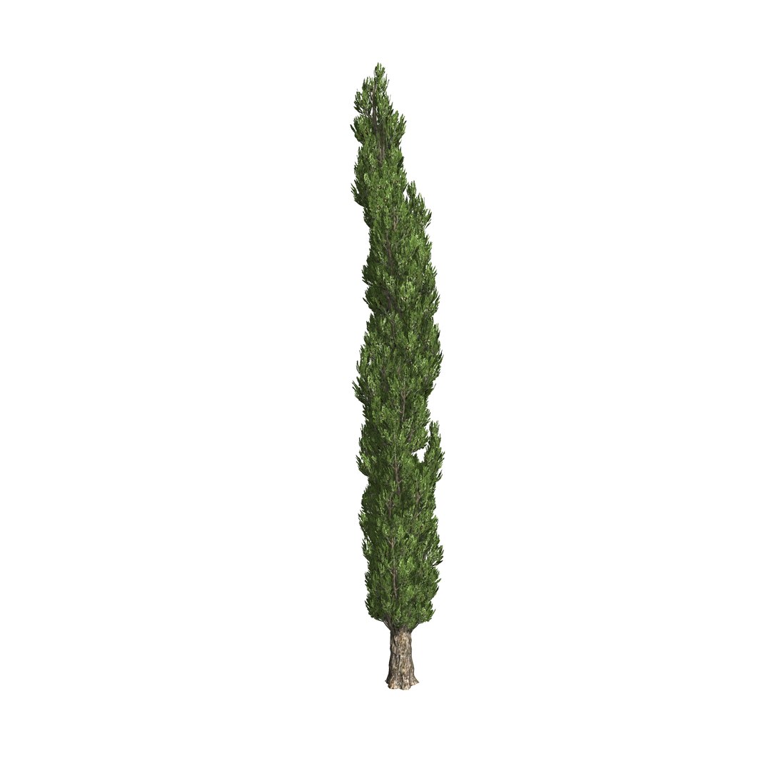 Cypress Tree 3D Model - TurboSquid 1582228