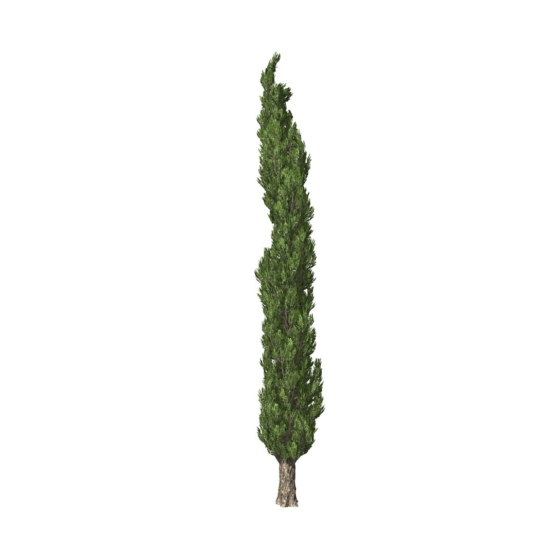 Cypress Tree 3D Model - TurboSquid 1582228