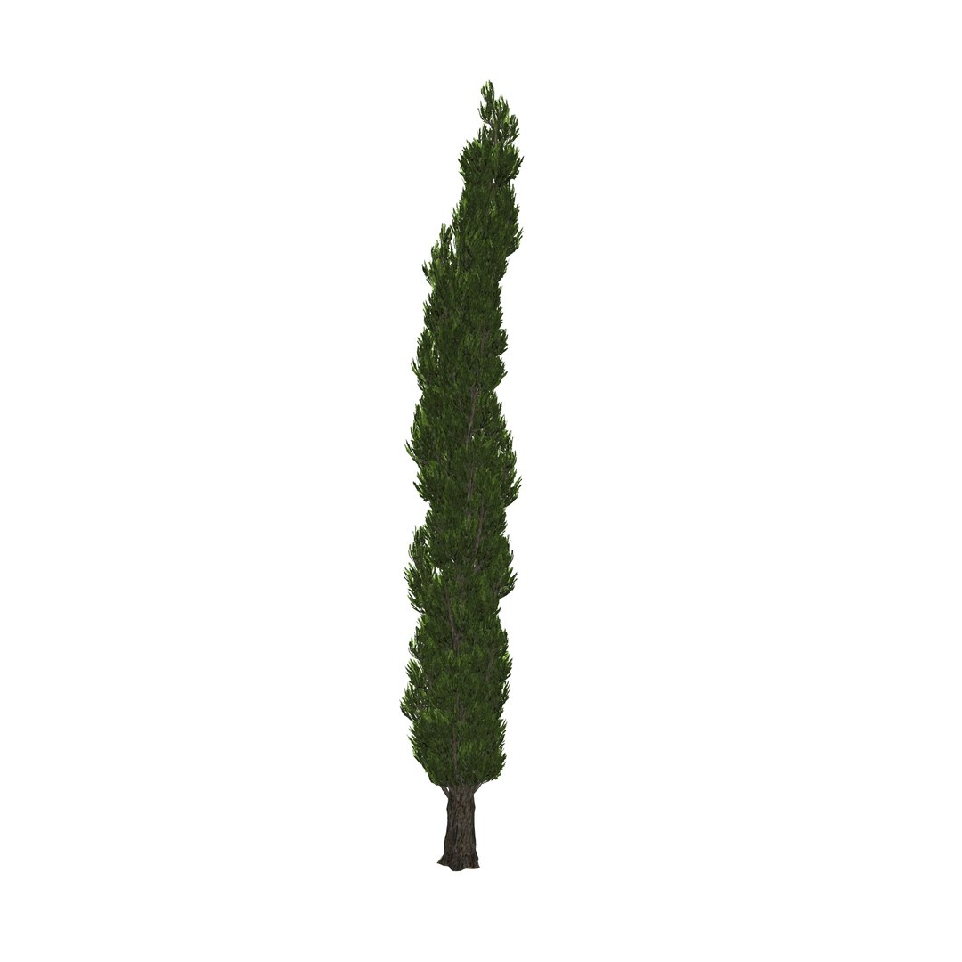 Cypress Tree 3D Model - TurboSquid 1582228