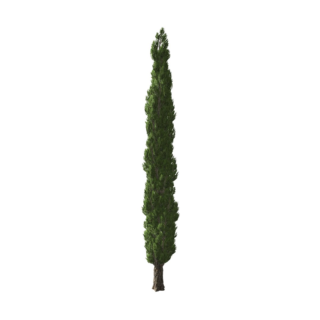Cypress Tree 3D Model - TurboSquid 1582228