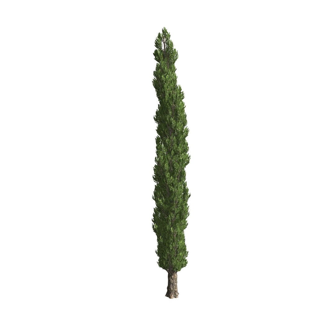 Cypress Tree 3D Model - TurboSquid 1582228
