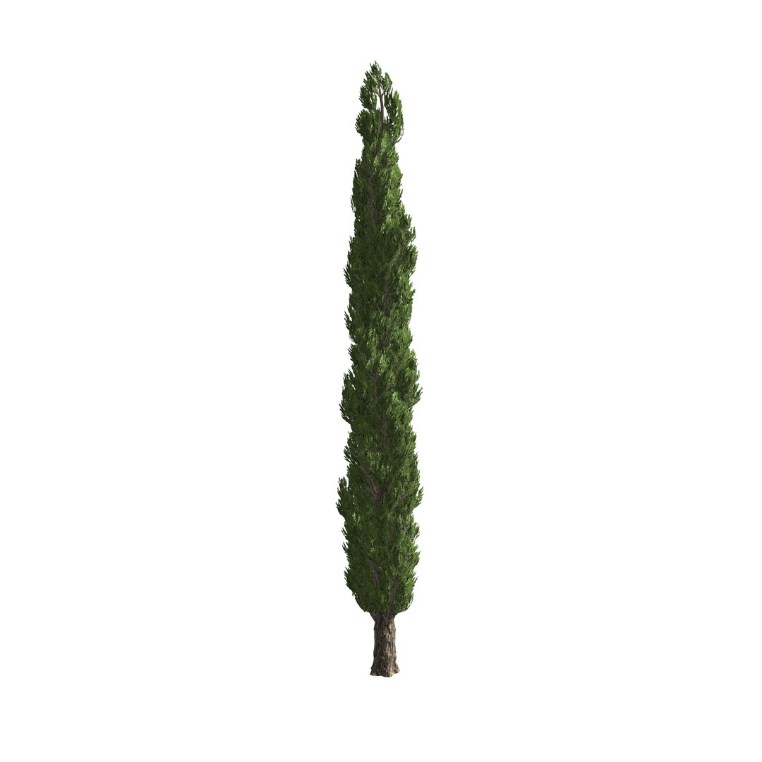 Cypress Tree 3D Model - TurboSquid 1582228