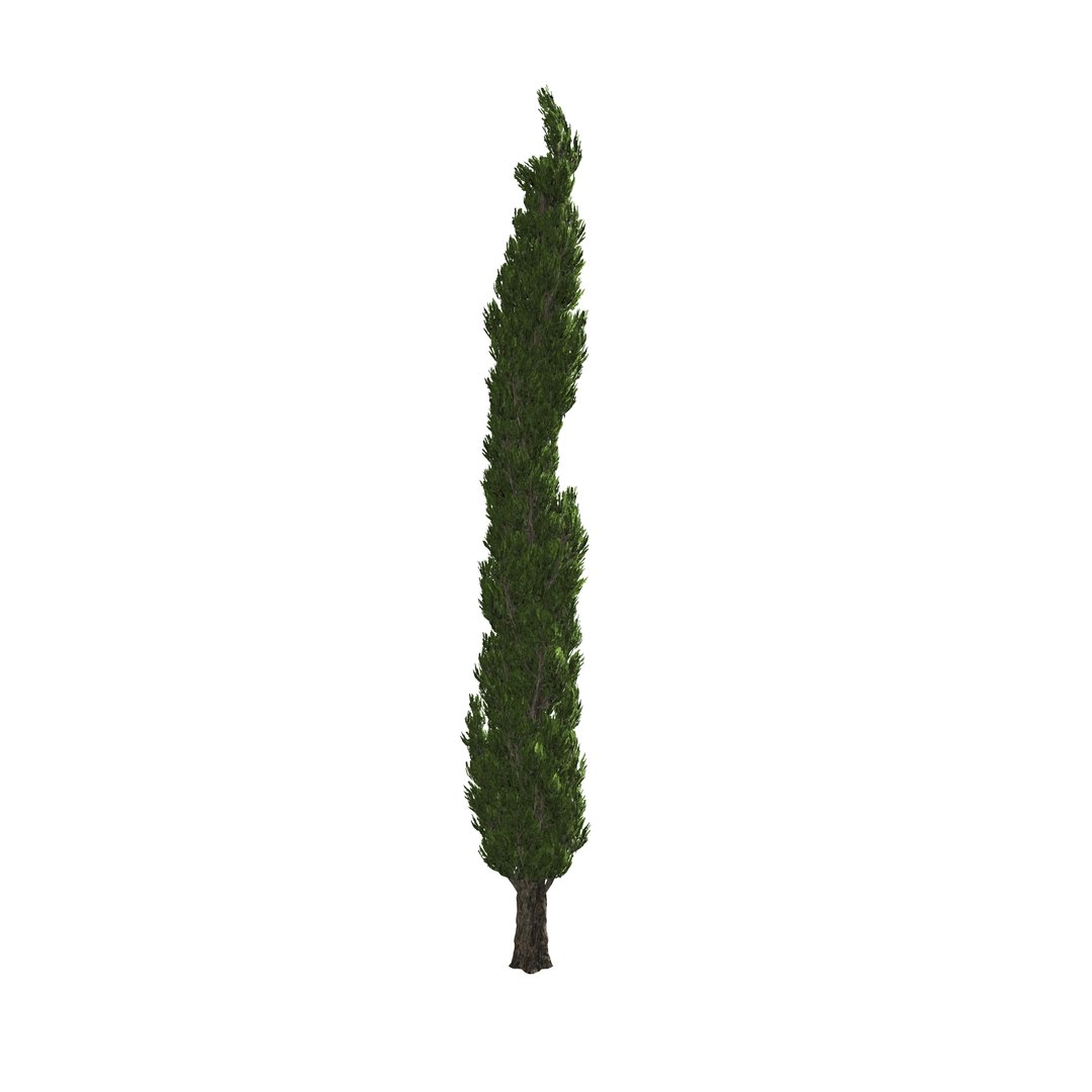 Cypress Tree 3D Model - TurboSquid 1582228