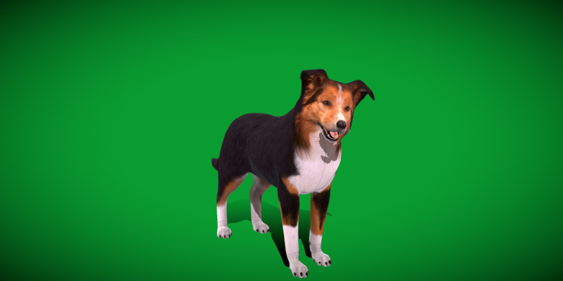 Male Border Collie Dog Model - TurboSquid 2402768