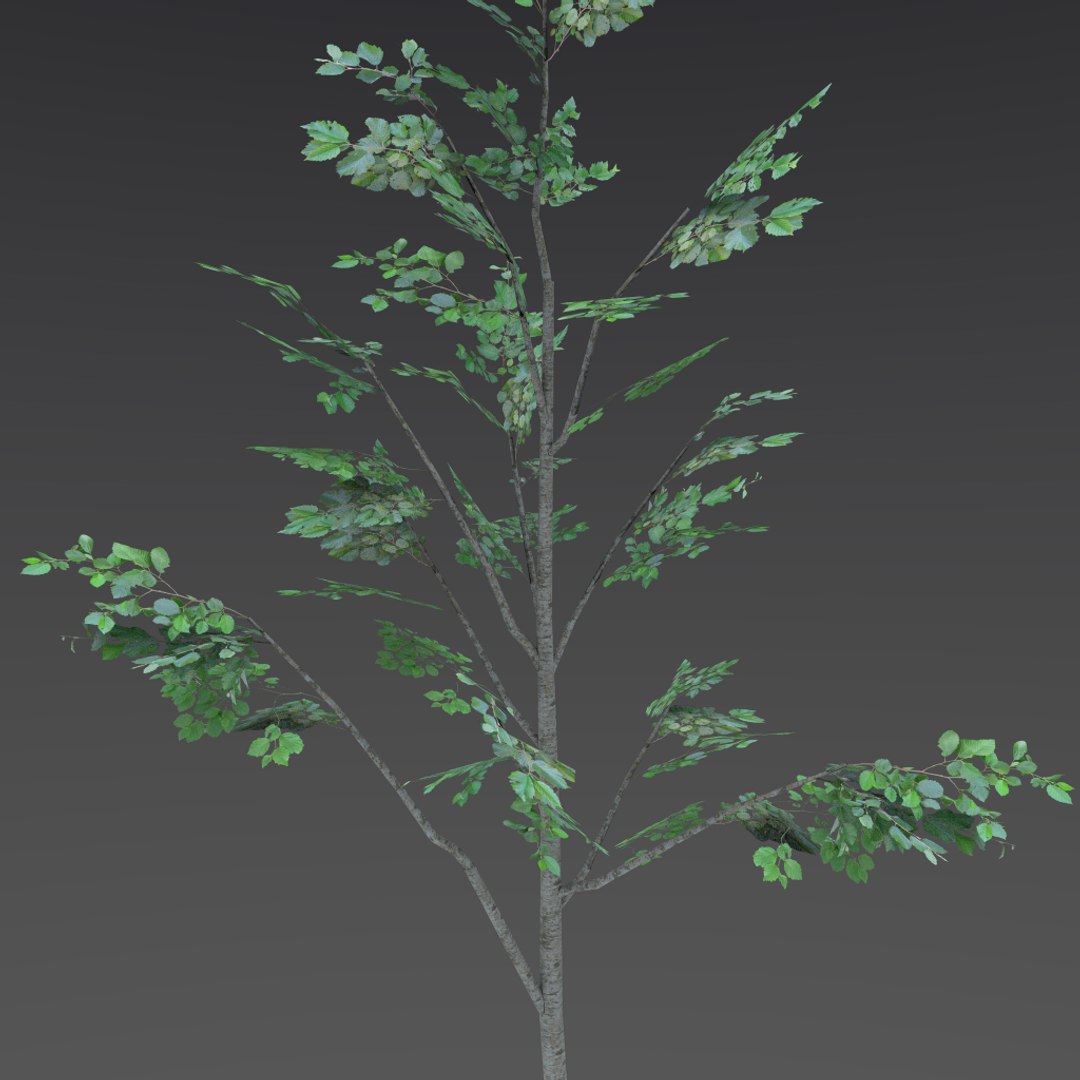 Alnus Grey Alder Tree 3d Model