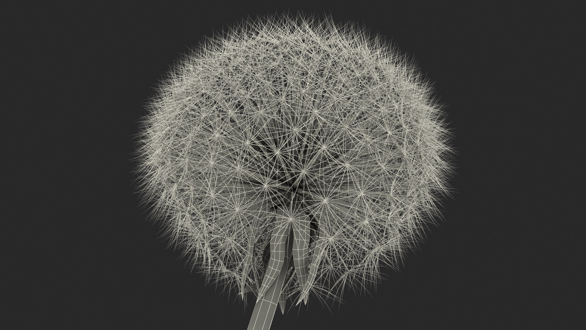 3D ripe dandelion plant - TurboSquid 1555082