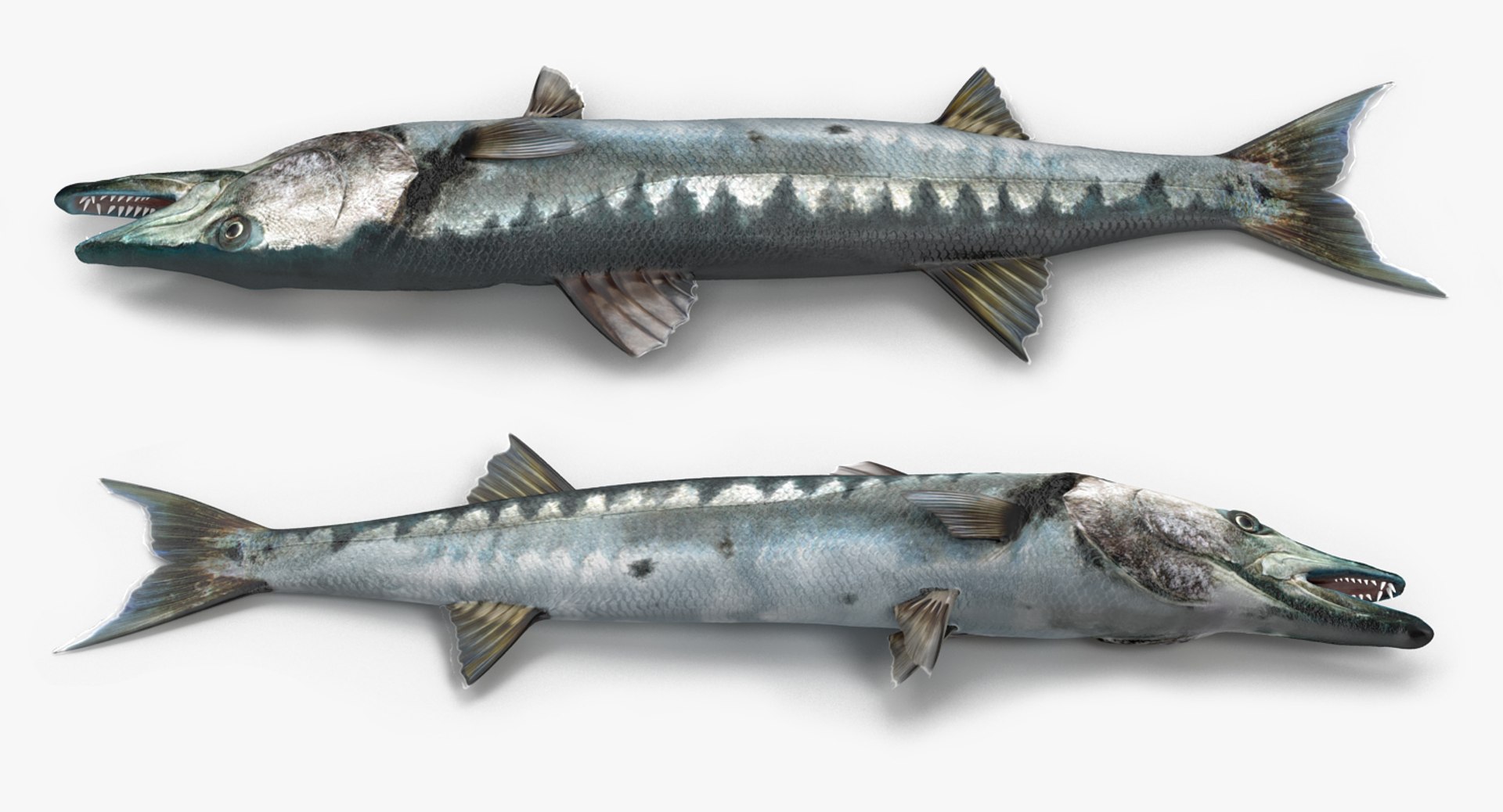 3d barracuda fish lying floor model