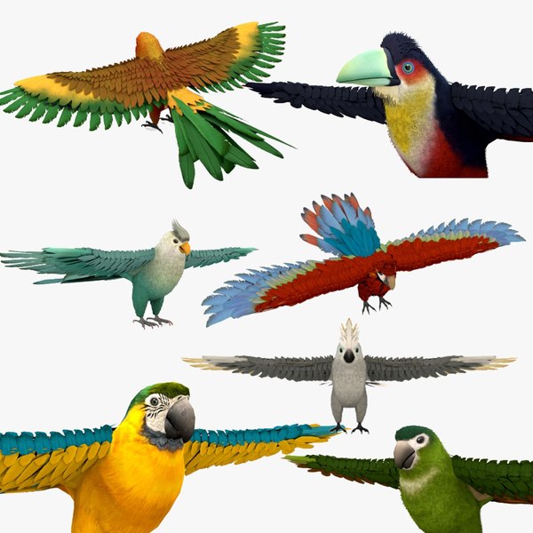 Cartoon Parrot 3D Models for Download | TurboSquid
