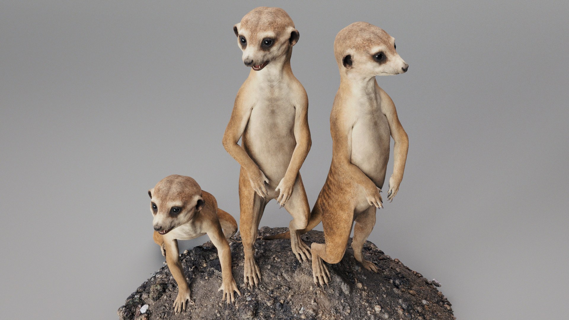 Meerkat Rigged 3D Model - TurboSquid 2194147
