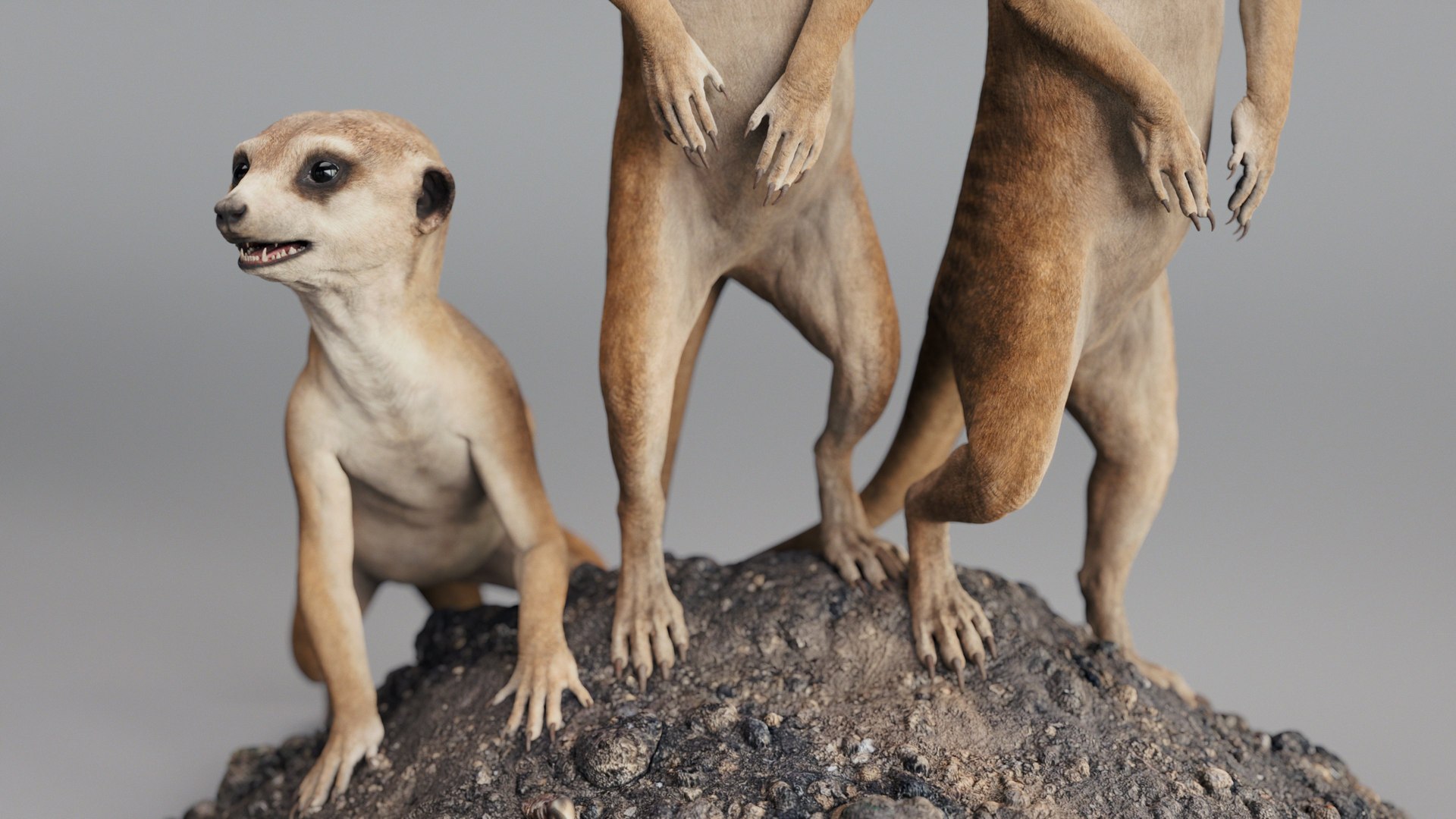 Meerkat Rigged 3D Model - TurboSquid 2194147