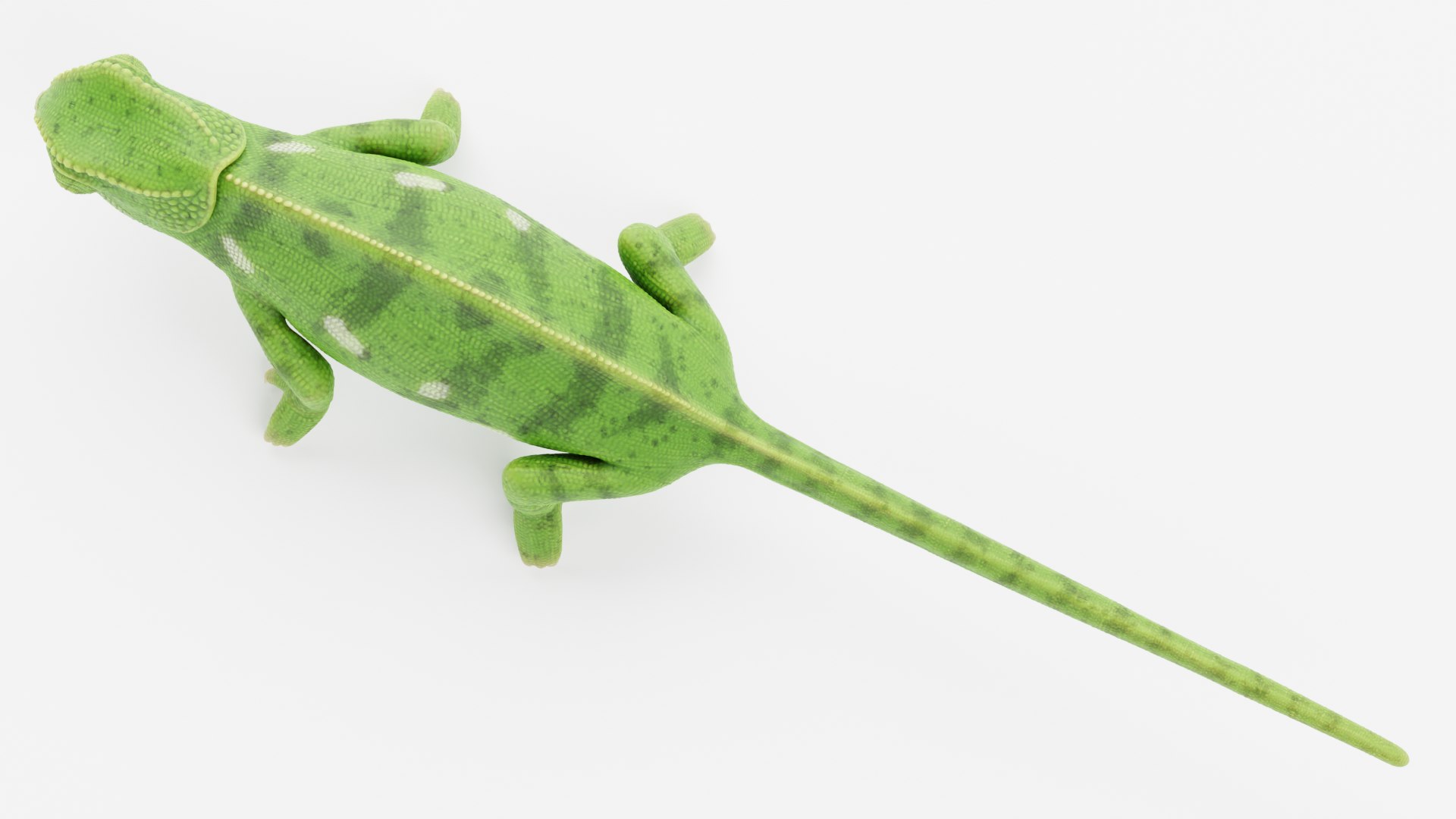 3D model Flap Necked Chameleon - TurboSquid 1927461