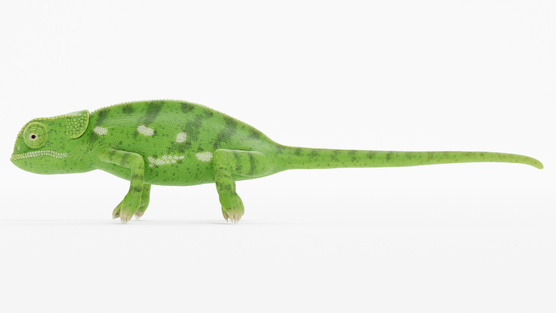 3D model Flap Necked Chameleon - TurboSquid 1927461