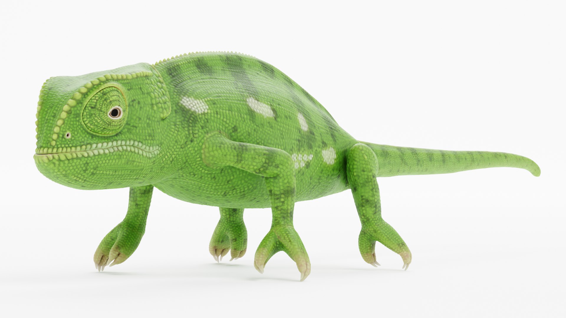 3D model Flap Necked Chameleon - TurboSquid 1927461