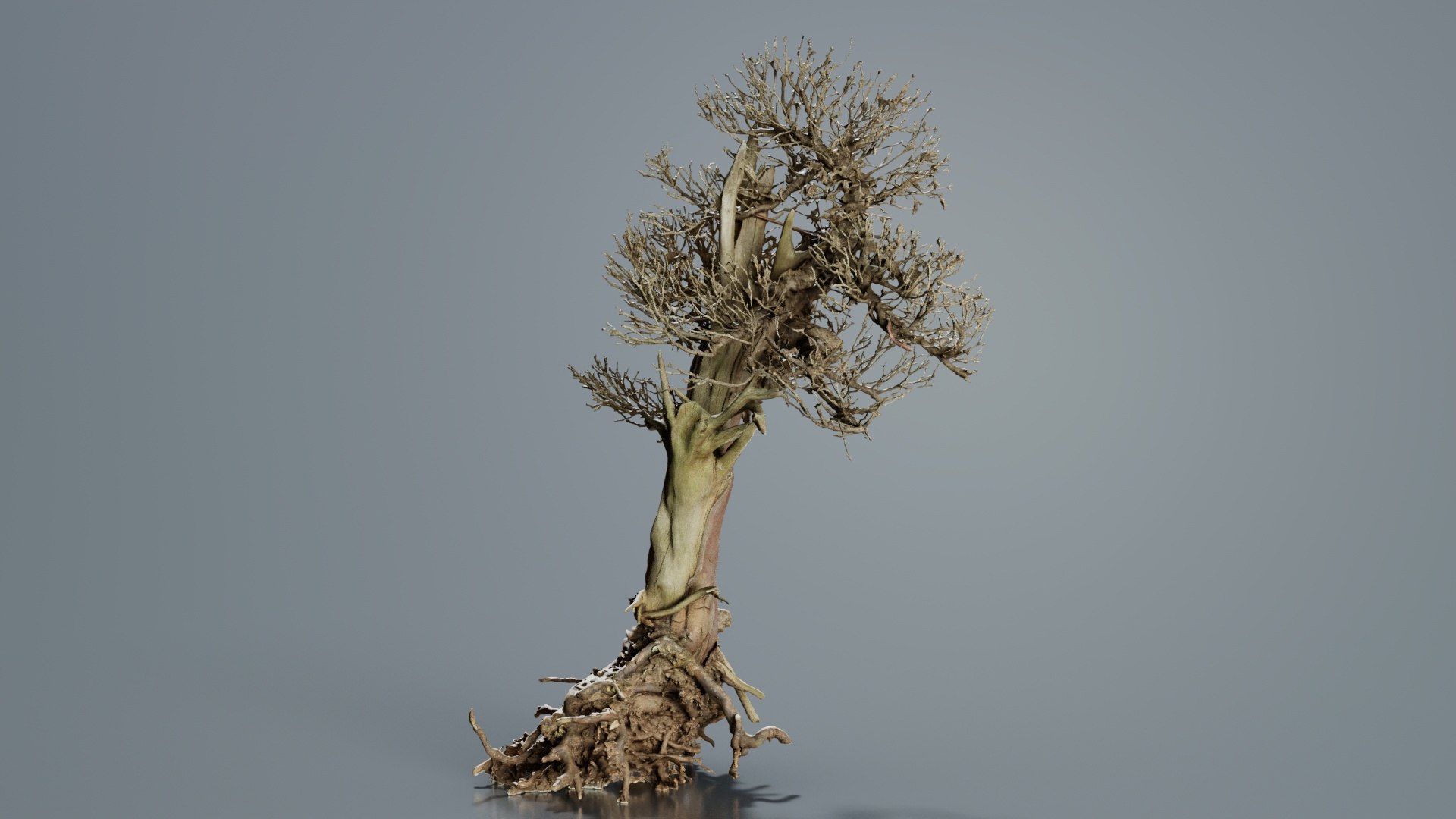 3D Dead Bonsai Tree 2 Remastered Model - TurboSquid 2363126