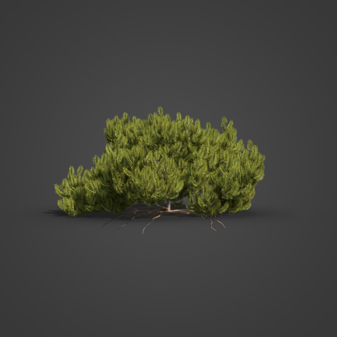 3D 2021 PBR Mugo Pine Collection - Pinus Mugo - TurboSquid 1763176