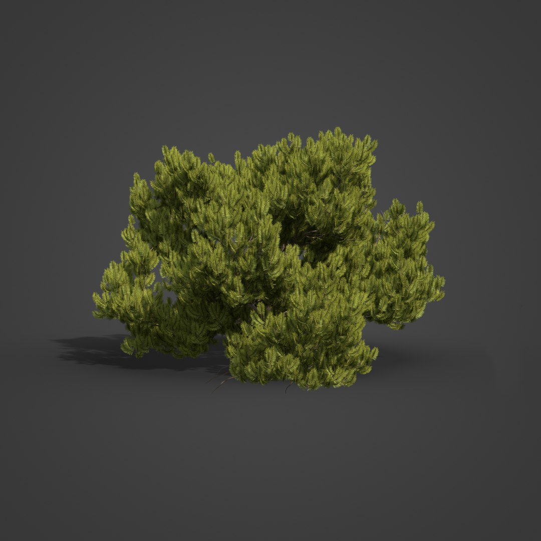 3D 2021 PBR Mugo Pine Collection - Pinus Mugo - TurboSquid 1763176