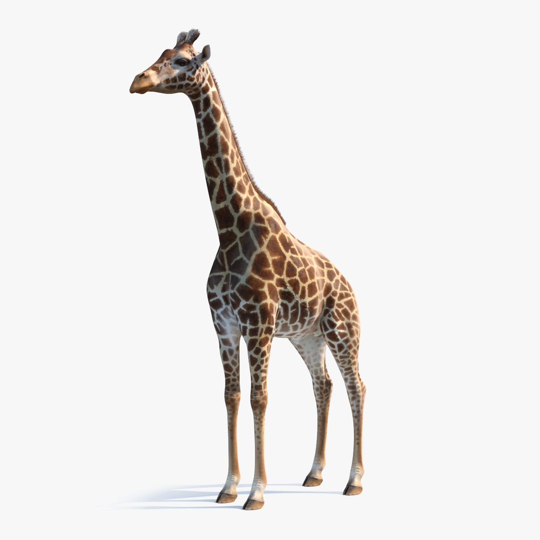 modèle 3D de Collection d'animaux africains truqués 9 - TurboSquid 1725681