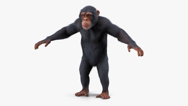 Rigged African Animals Collection 9 3D - TurboSquid 1725681