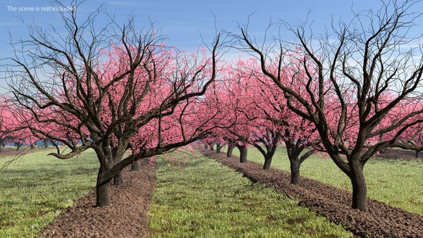 Winter peach tree 3D model - TurboSquid 1505556