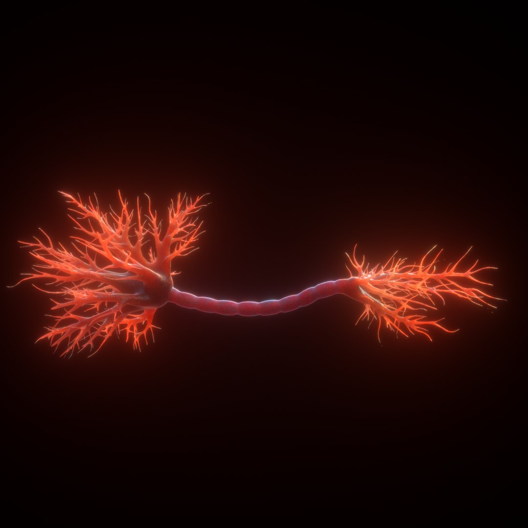3D Neuron Human Anatomy Model - TurboSquid 1387424