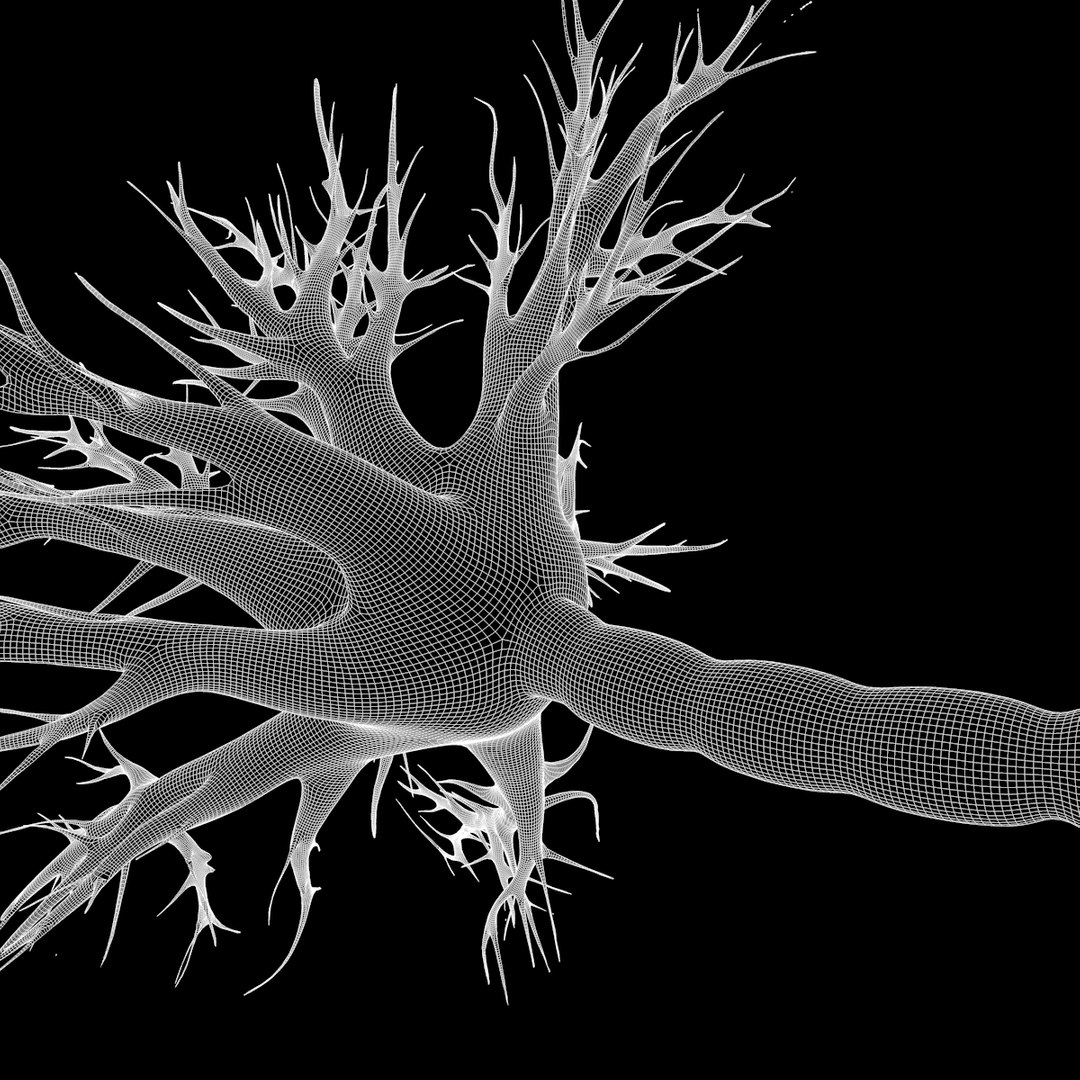 3D Neuron Human Anatomy Model - TurboSquid 1387424