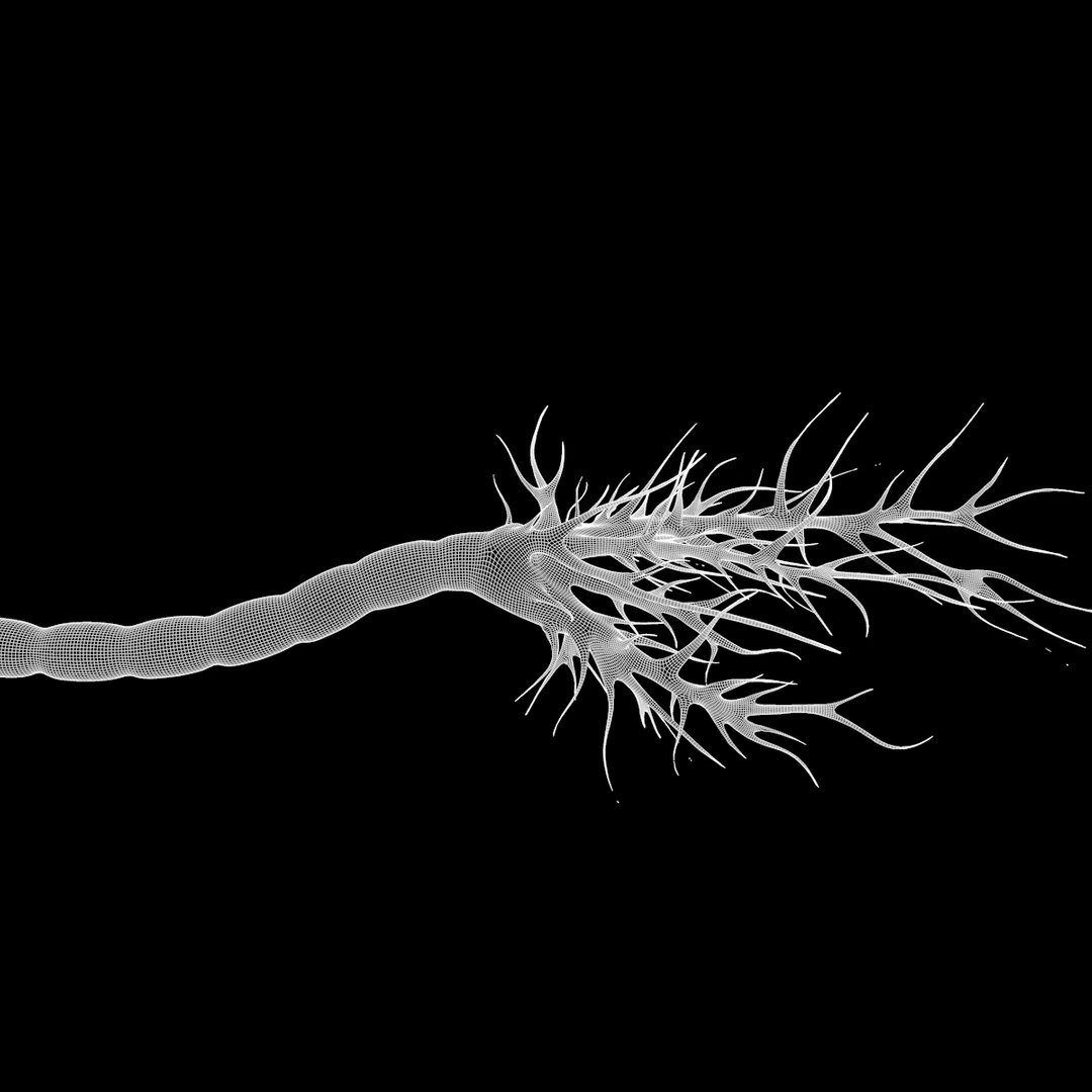 3D Neuron Human Anatomy Model - TurboSquid 1387424