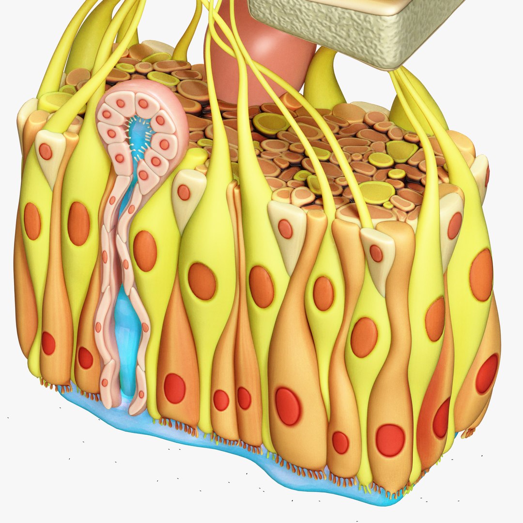 3D Model Olfactory Epithelium Microscopic Anatomy - TurboSquid 2210957