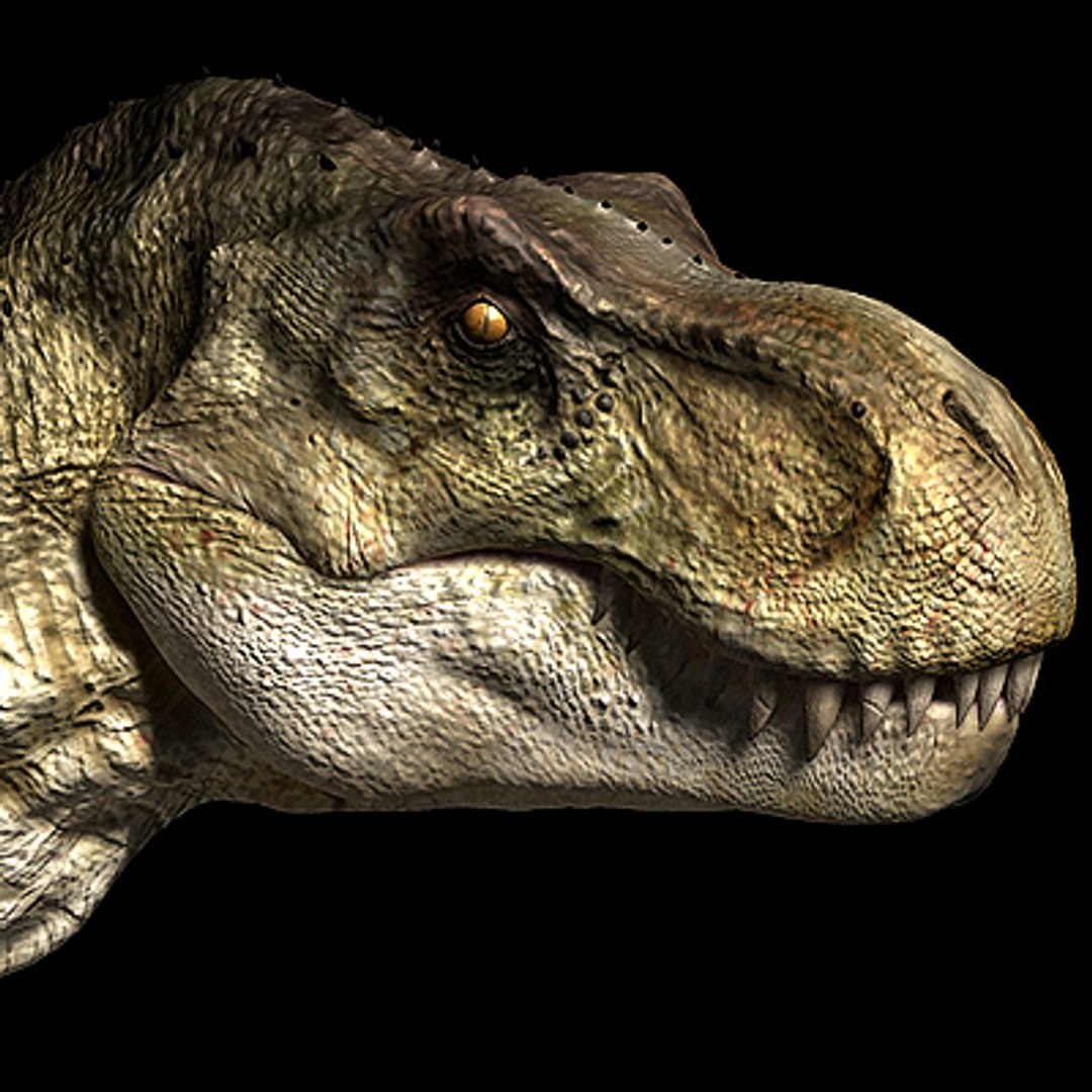 T-rex Rex 3d Model