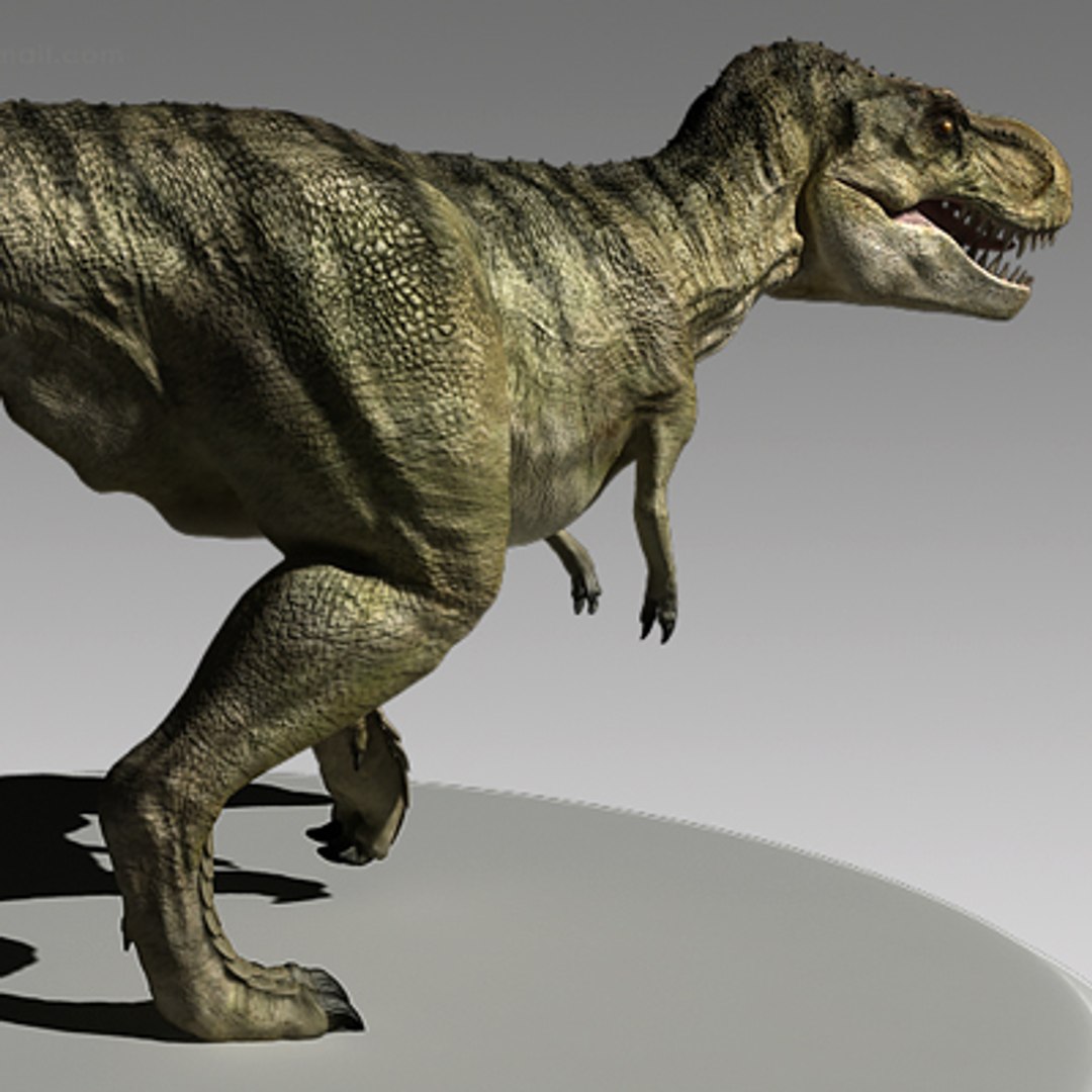 T-rex Rex 3d Model