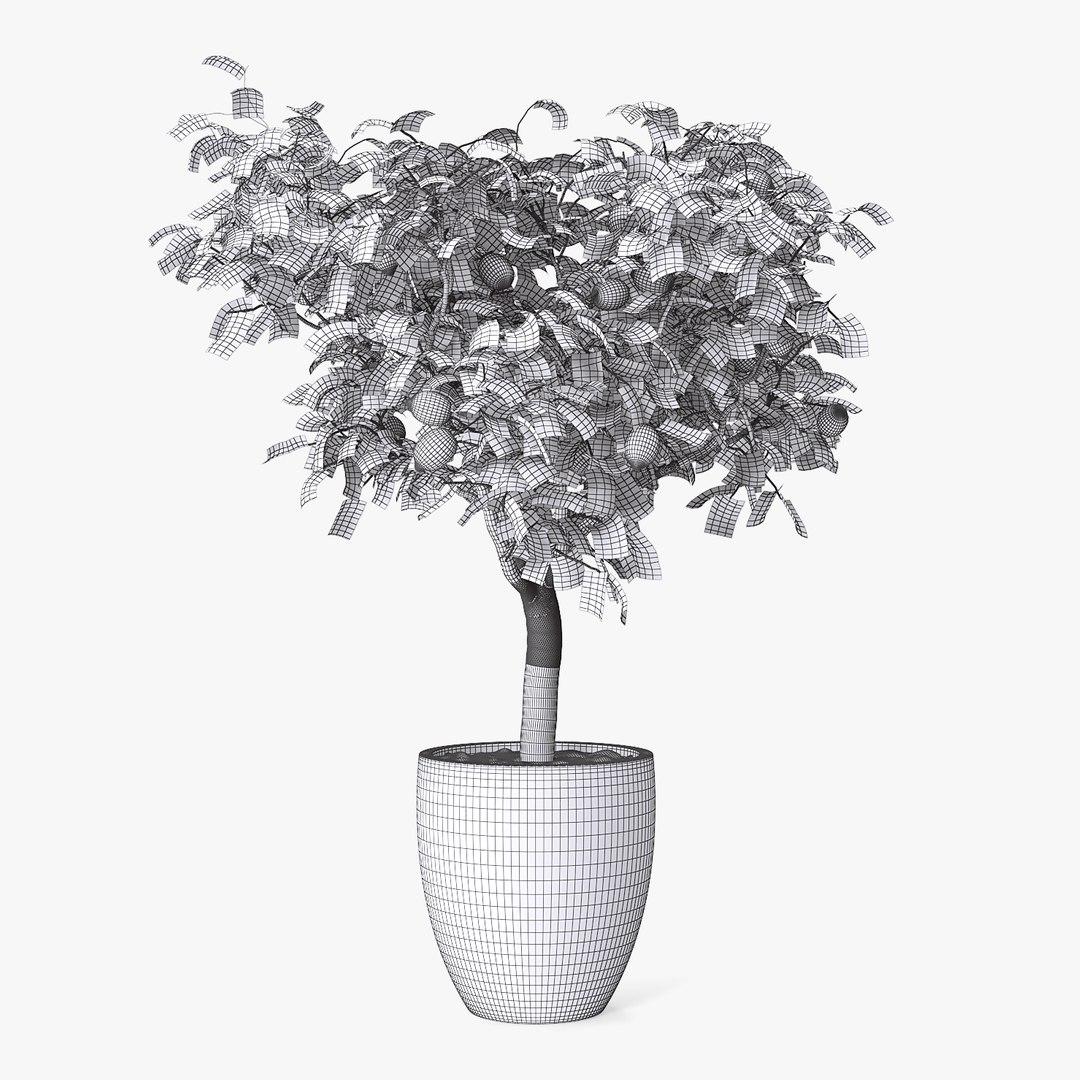 Lemon Tree 3D - TurboSquid 1312974