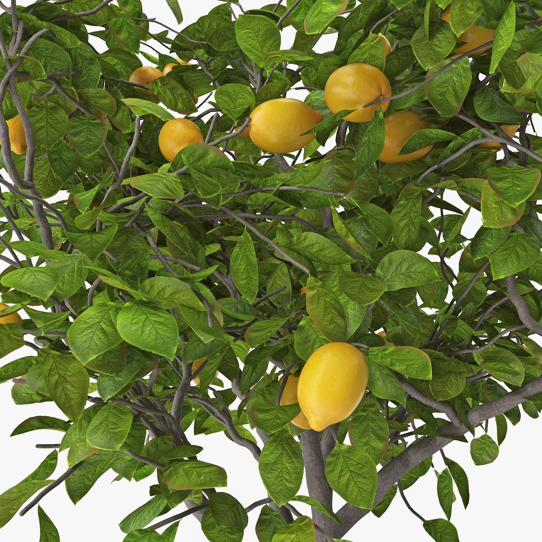 Lemon Tree 3D - TurboSquid 1312974