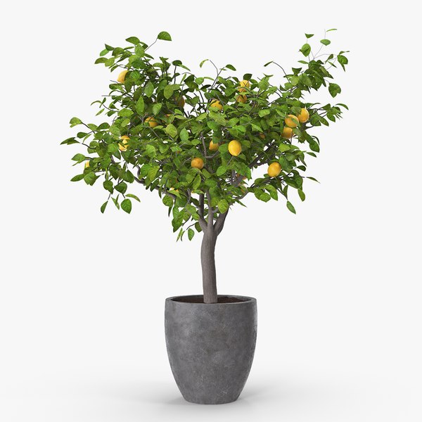 3d lemon tree model