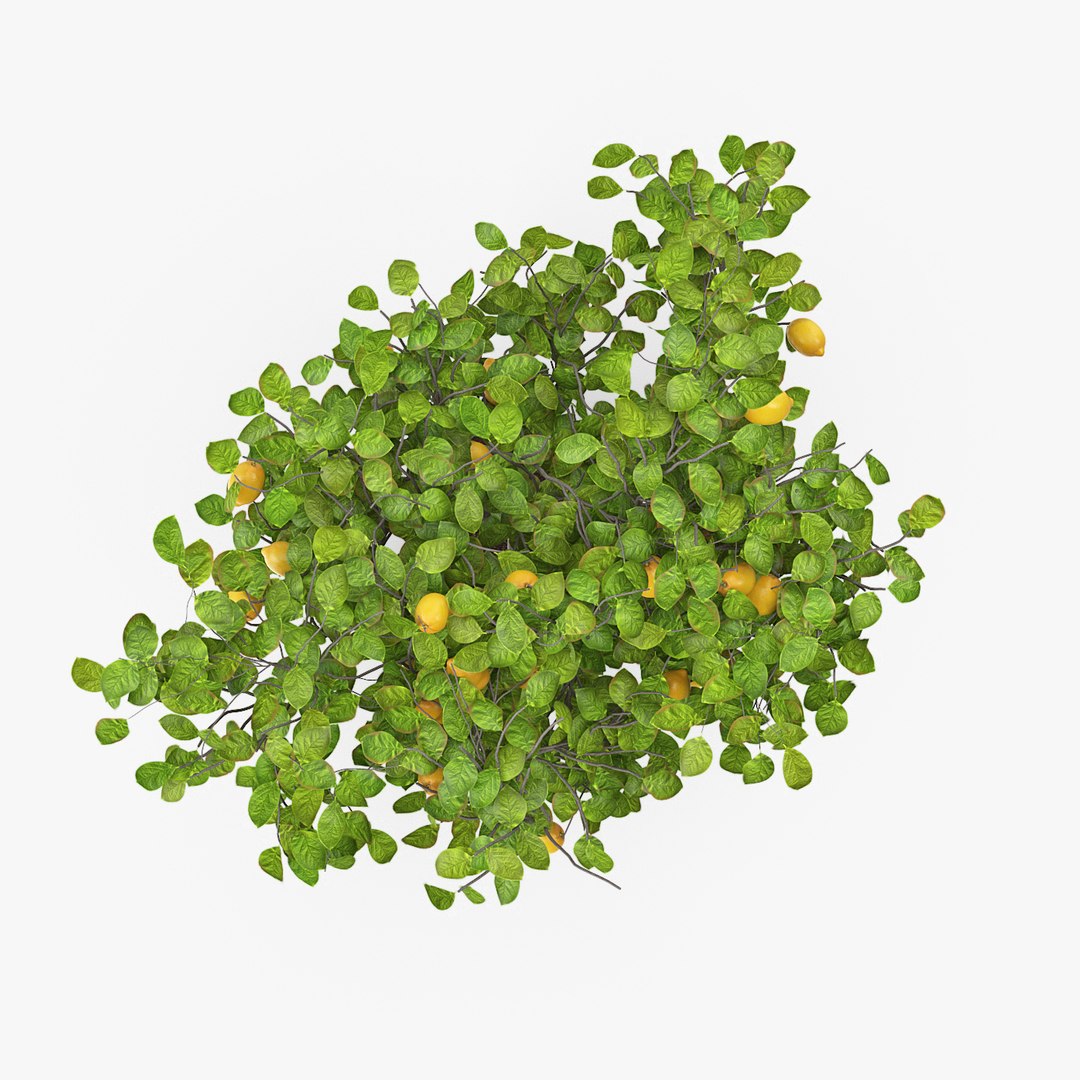 Lemon Tree 3D - TurboSquid 1312974
