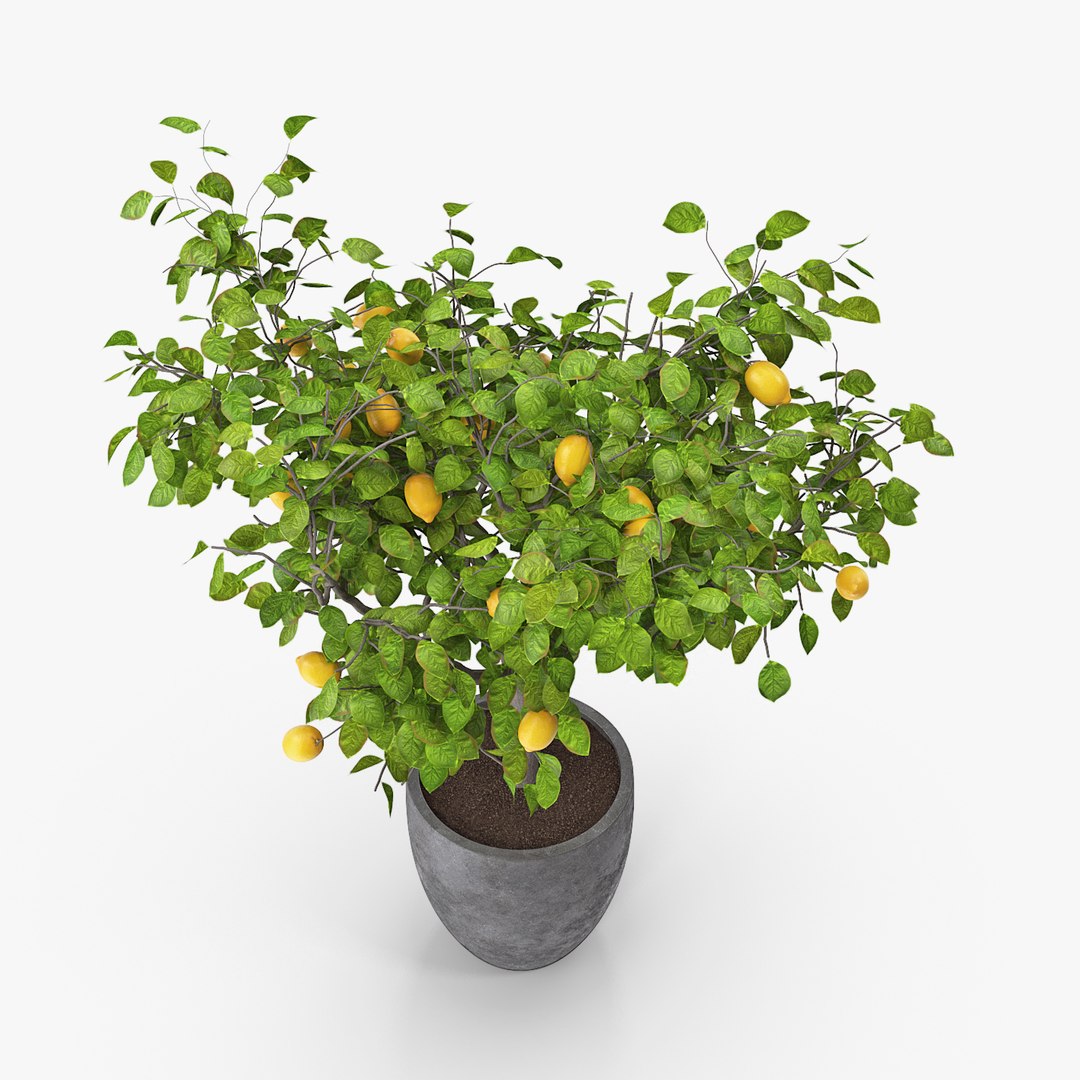 Lemon Tree 3D - TurboSquid 1312974