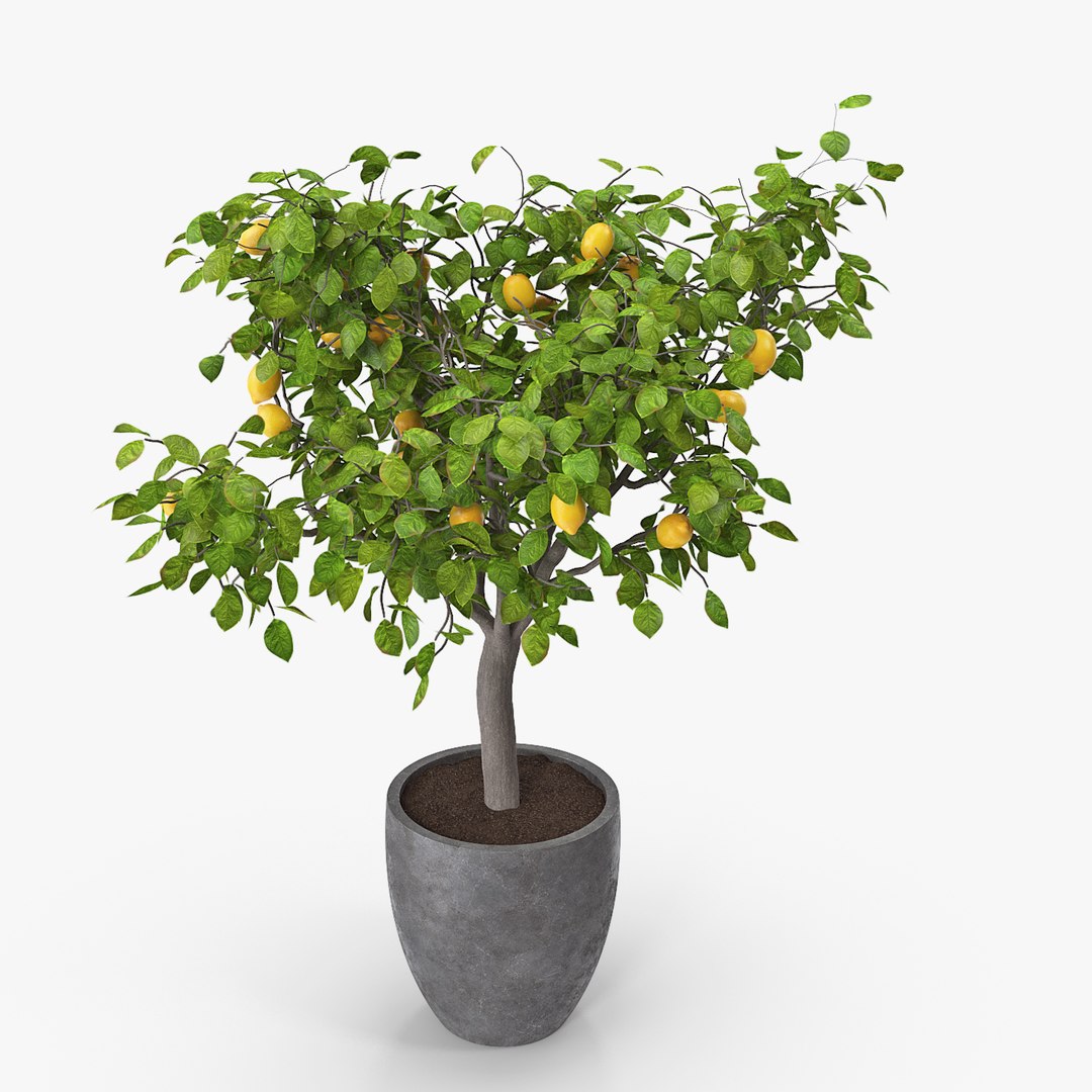 Lemon Tree 3D - TurboSquid 1312974