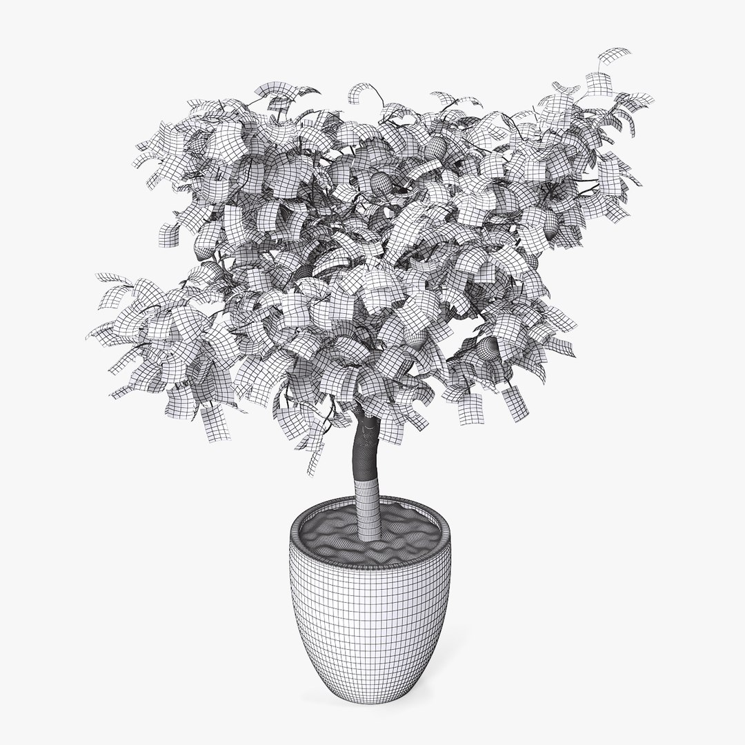 Lemon Tree 3D - TurboSquid 1312974