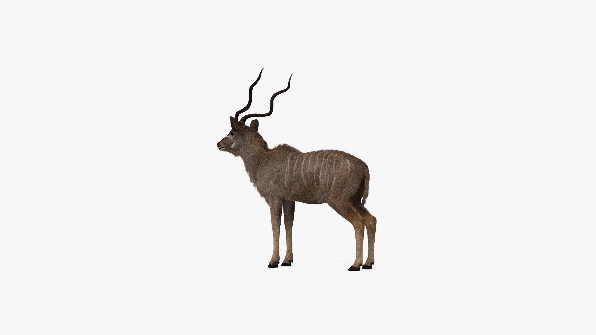 3D Greater Kudu HD model - TurboSquid 2013039
