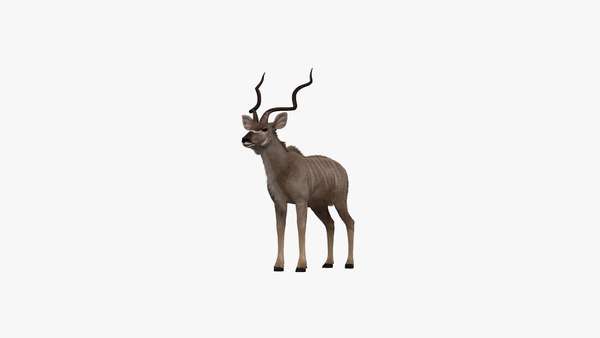 3D Greater Kudu HD model - TurboSquid 2013039